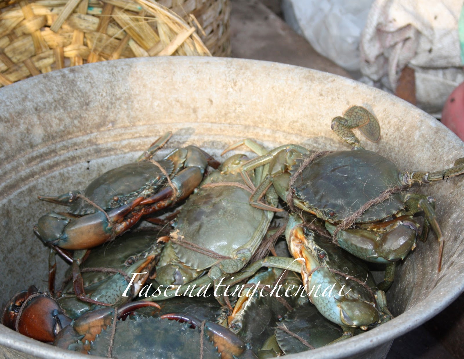 Fascinating Chennai: Royapuram Fishing Harbour