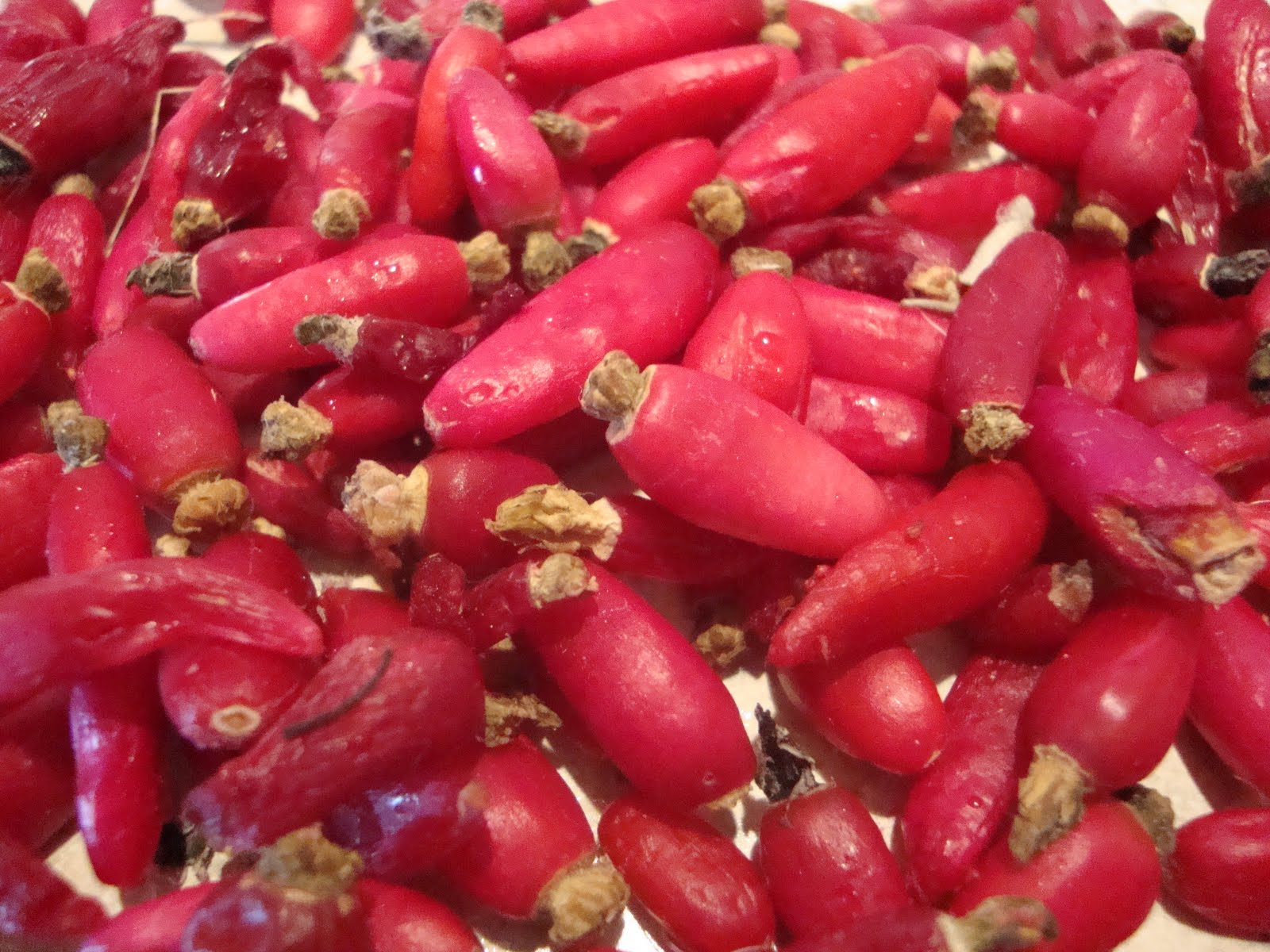 La Odisea: Los chilitos.