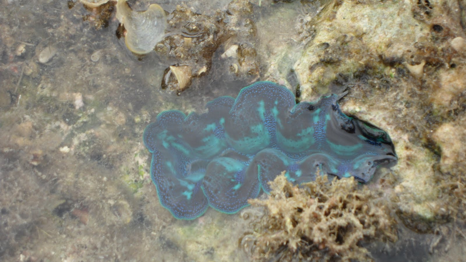 AUSTRALIA!: Tridacna gigas
