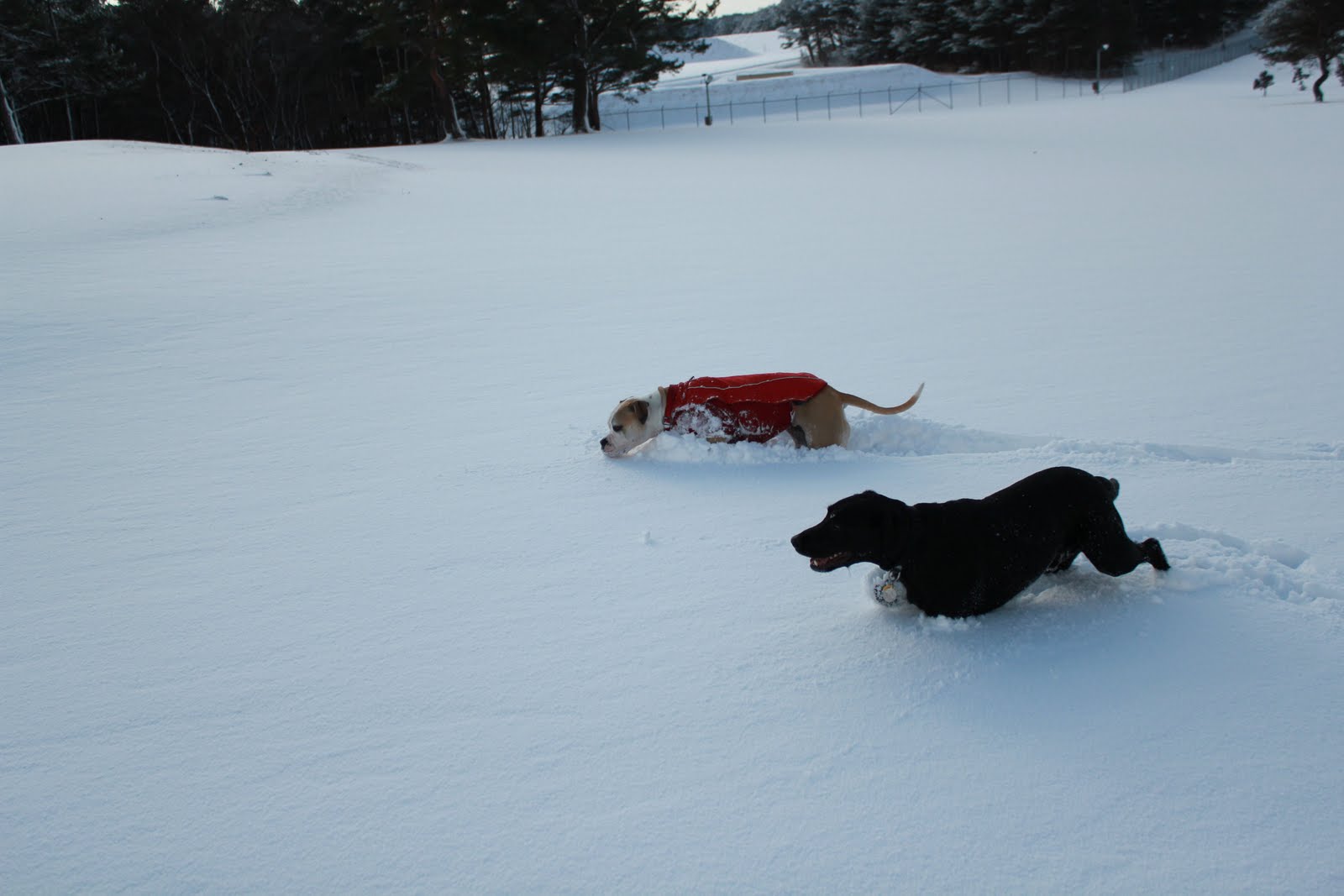 Japan!: Misawa Winter