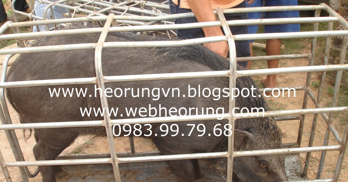 HEO RỪNG THUẦN CHỦNG: KỸ THUẬT NUÔI HEO RỪNG