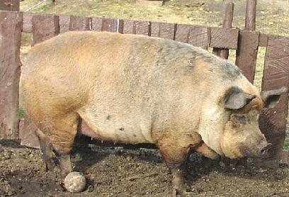 Incatenati dalla schiavitù del lavoro: IL PORCO