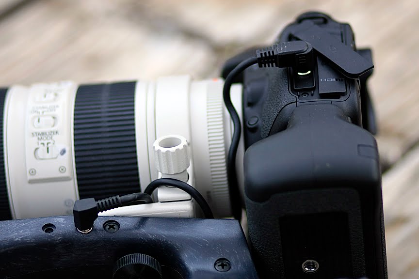 Mr. Quigley Photography: Bushhawk Sholder Stock