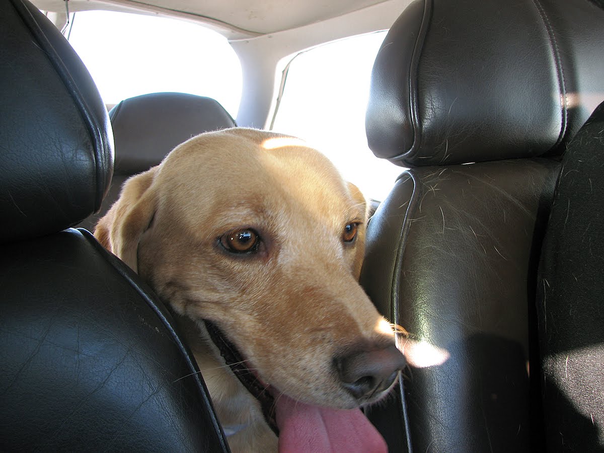 A mile of runway will take you anywhere.: Riding along on a Pilots N ...