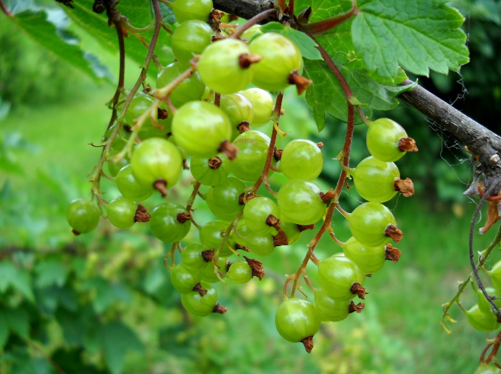 My Nature Photography: Red Currants