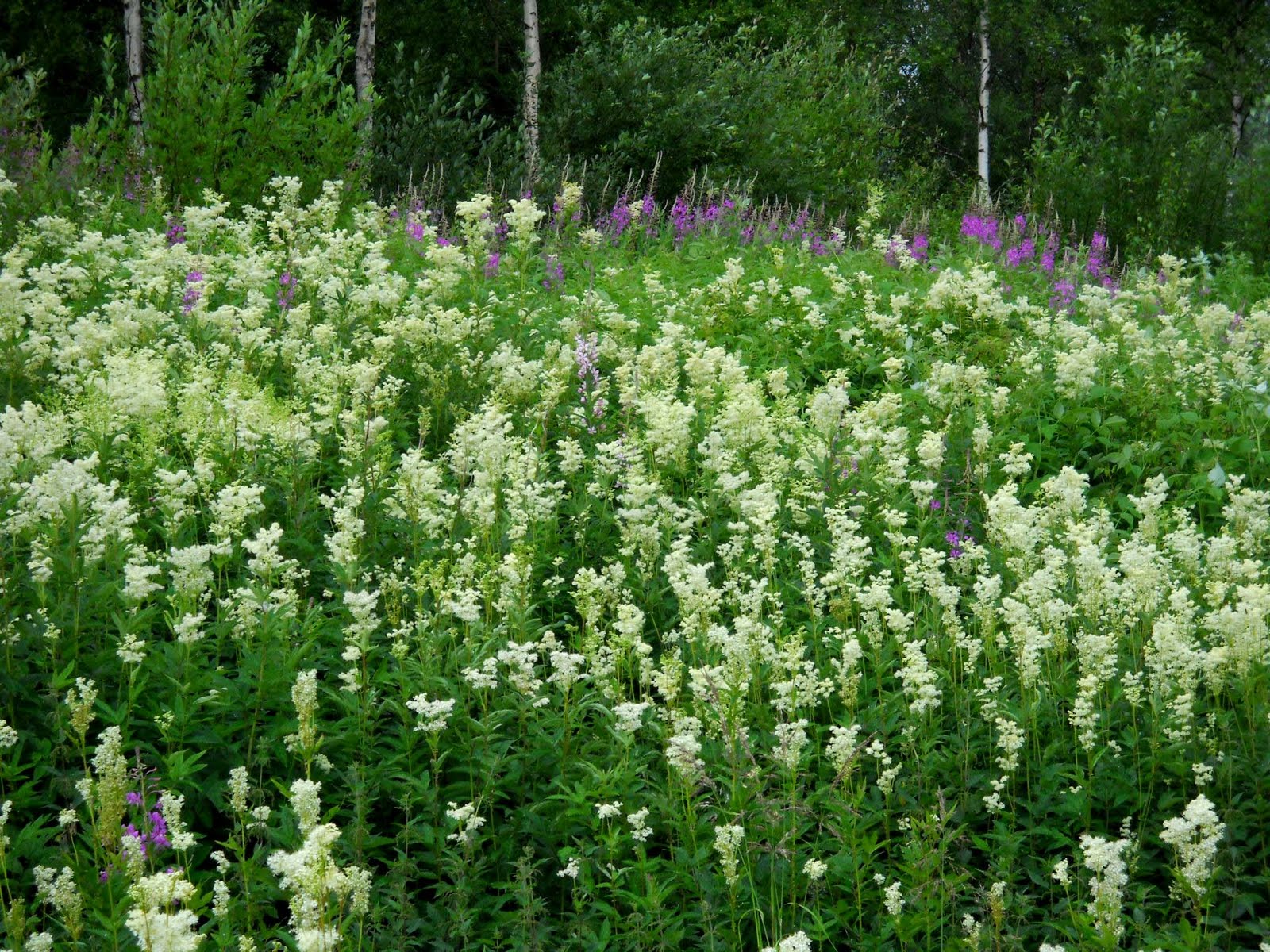 My Nature Photography: Meadowsweet