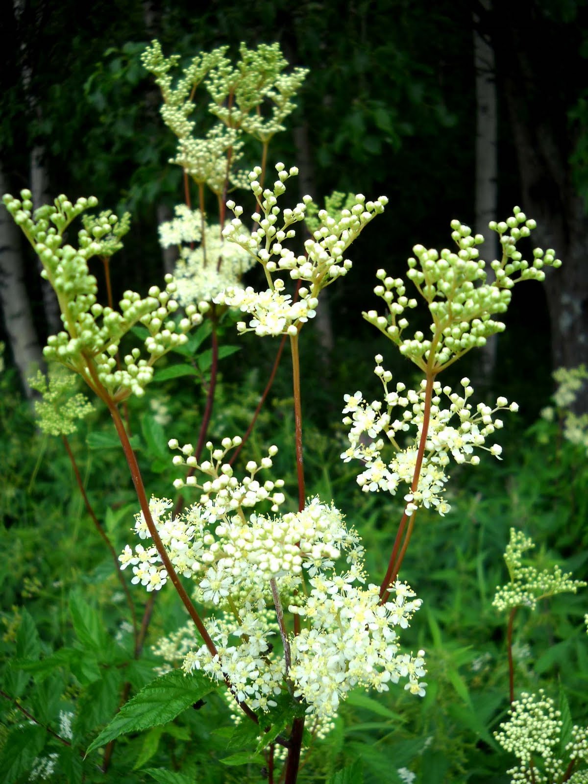 My Nature Photography: Meadowsweet