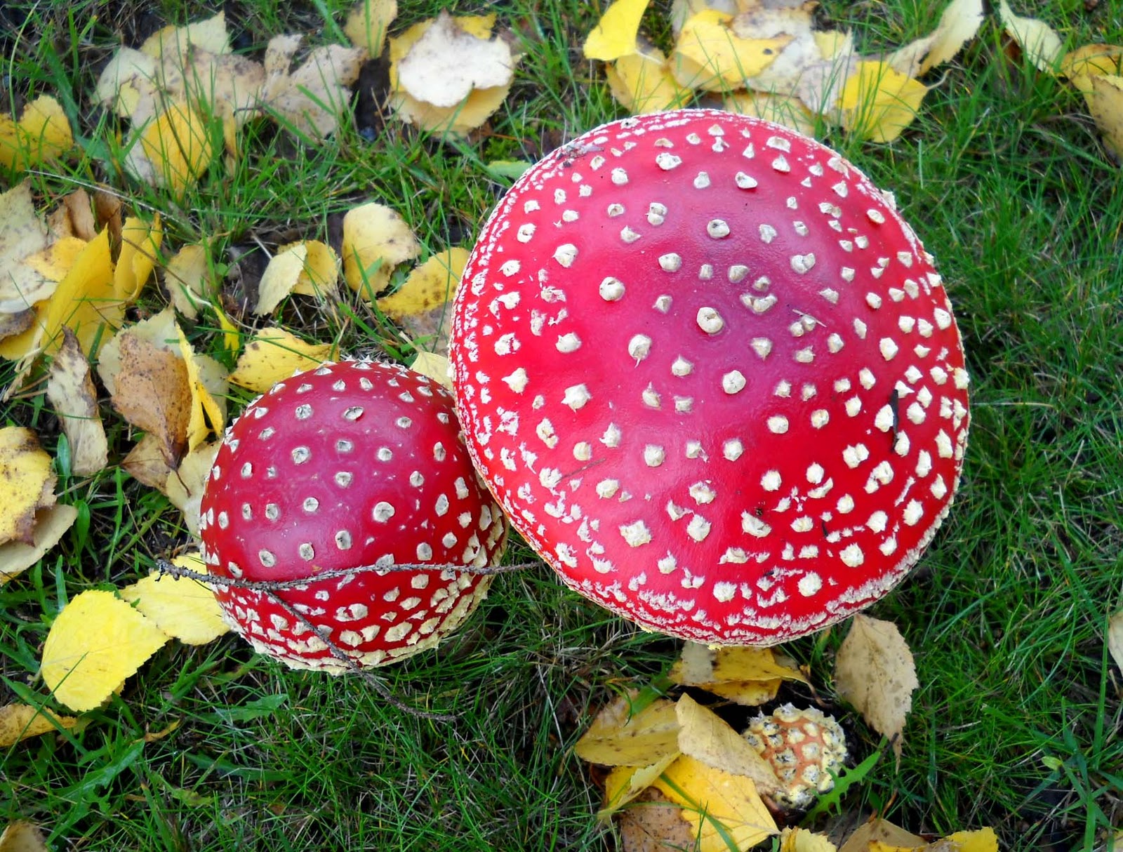 My Nature Photography: Red Mushrooms ( Amanita muscaria )