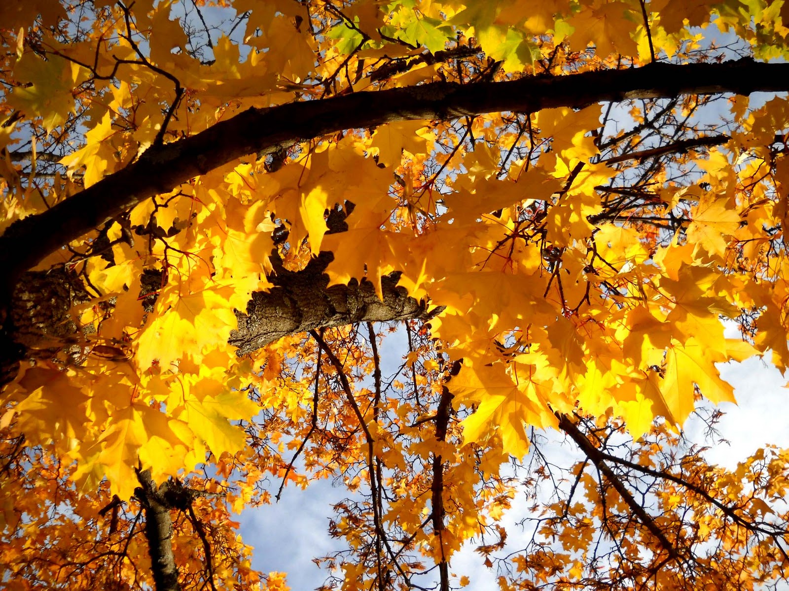 My Nature Photography: Under the Maple Trees