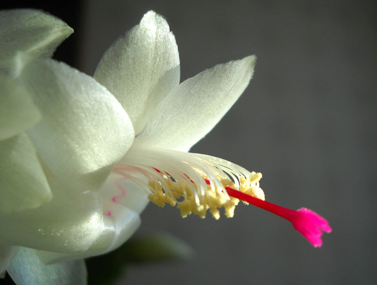 My Nature Photography: Holiday Cactus Magnified