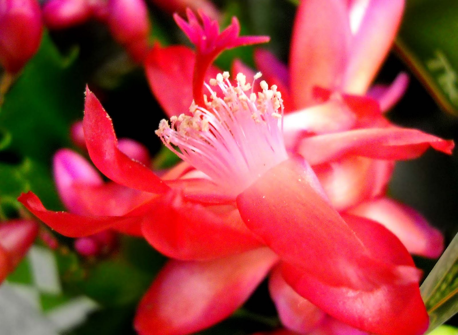 My Nature Photography: Holiday Cactus Magnified