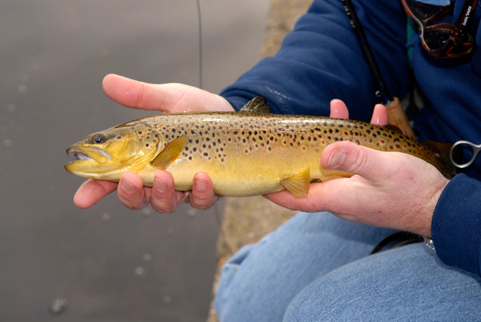 AFW & HI-SEAS Blog: Tricks for Summer Trout