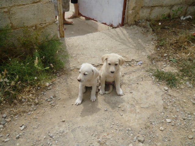 Ζ.Ο.Ε.Σ συνεχεια και στο Facebook : Zoofiliki Salaminas: ΚΟΥΤΑΒΙΑ ΓΙΑ ...