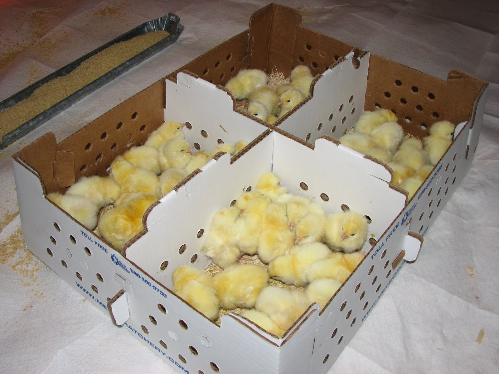 Peters Creek Farm: The life of a meat chicken: part 1