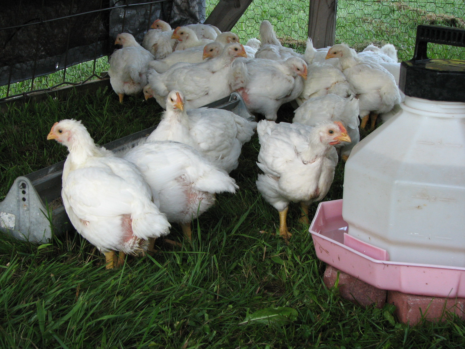 Peters Creek Farm: The life of a meat chicken: part 2