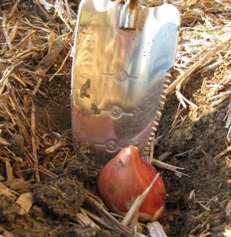 CMs A Cut Above Blog: Planting Spring-blooming Bulbs - A Fall Tradition