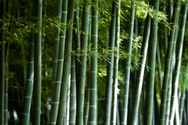 ECOMANIA BLOG: Bambú, Material Sostenible, Versátil y Resistente