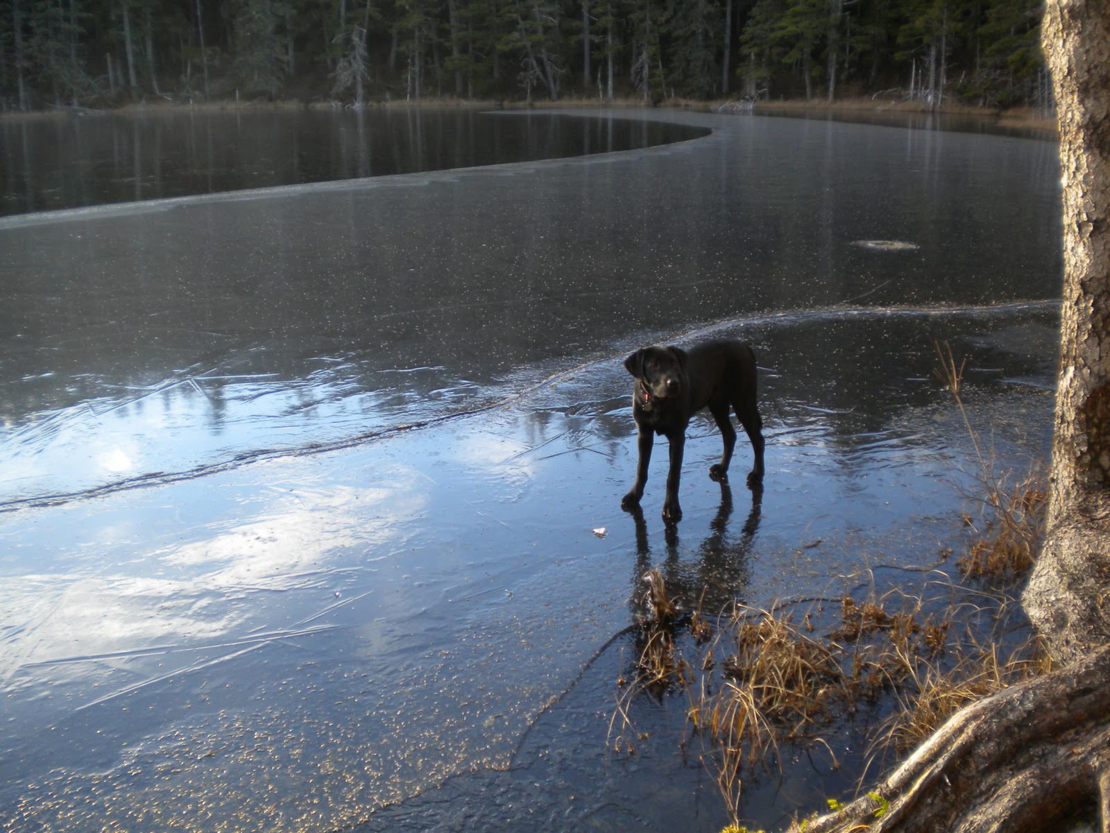 Where Ocean and Mountains Collide: Blue Mussel Cabin
