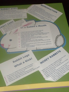 the Story of My World: Rabbit Lapbook