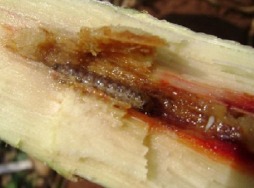 What is Redrot of sugarcane