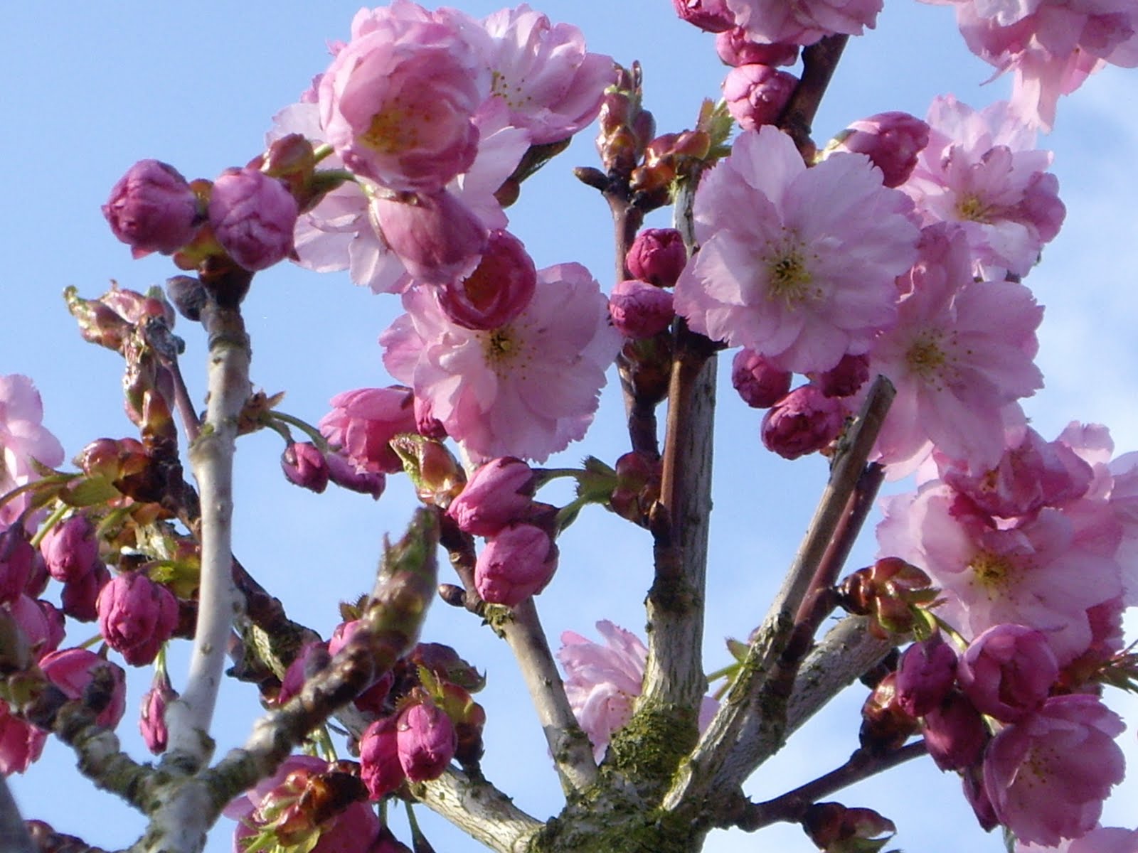 sarah-jane down the lane: Cherry Blossom