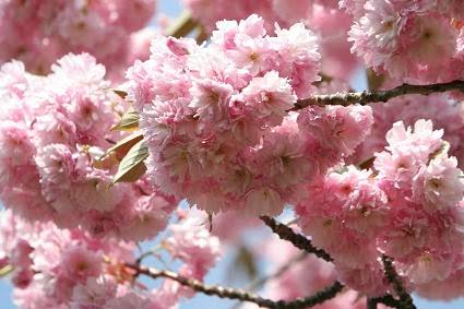 sarah-jane down the lane: Cherry Blossom