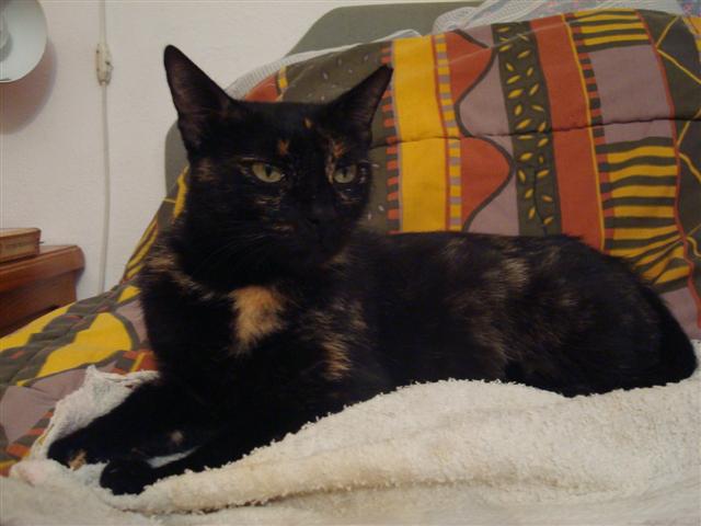Animals from Lagos: Xaninha, a very quiet and docile cat - ADOPTED