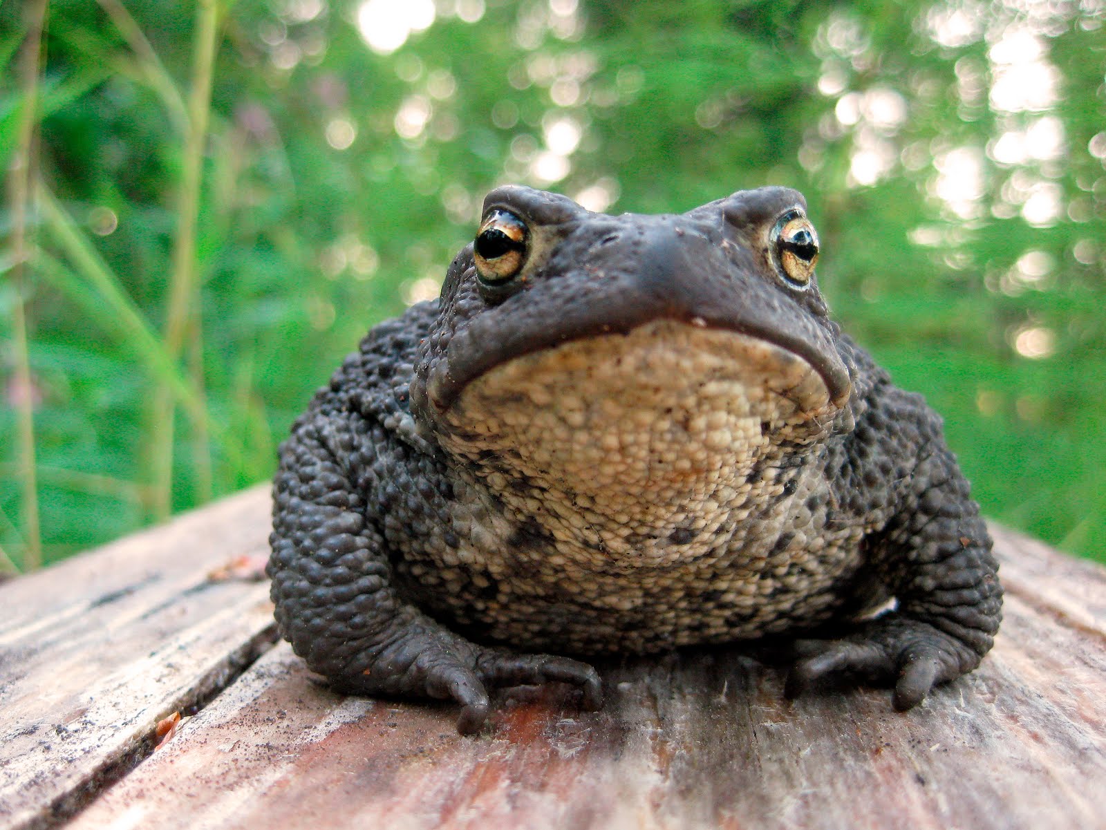 Tore Fagernäs Fotoblogg: augusti 2010