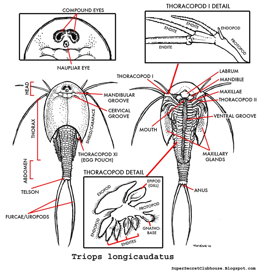 * THE SUPER SECRET CLUBHOUSE: TRIOPS