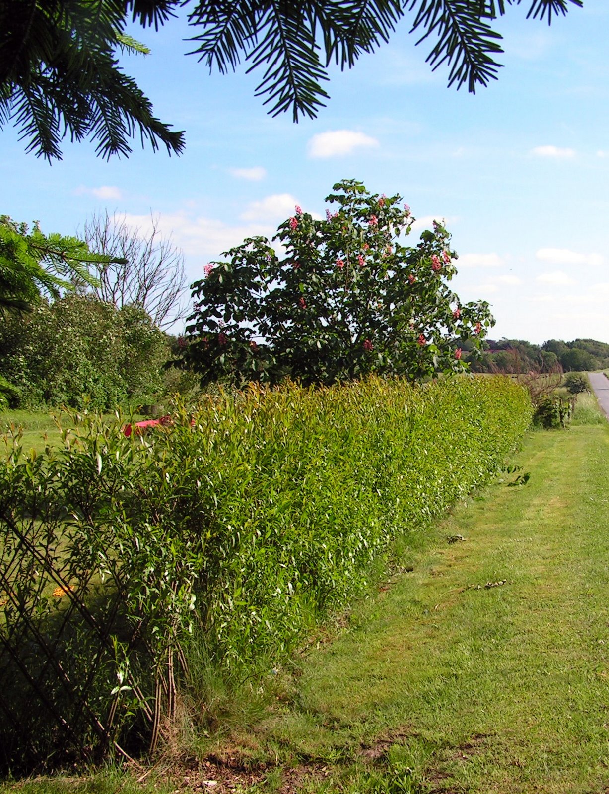Piletossen: Belgisk hegn