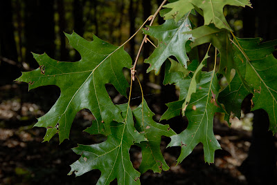 Pursuit Hunting: Tree ID - Northern Red Oak