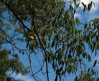 FOTOGRAFIAS DE LA FLORA AUTOCTONA DEL URUGUAY: UBAJAY
