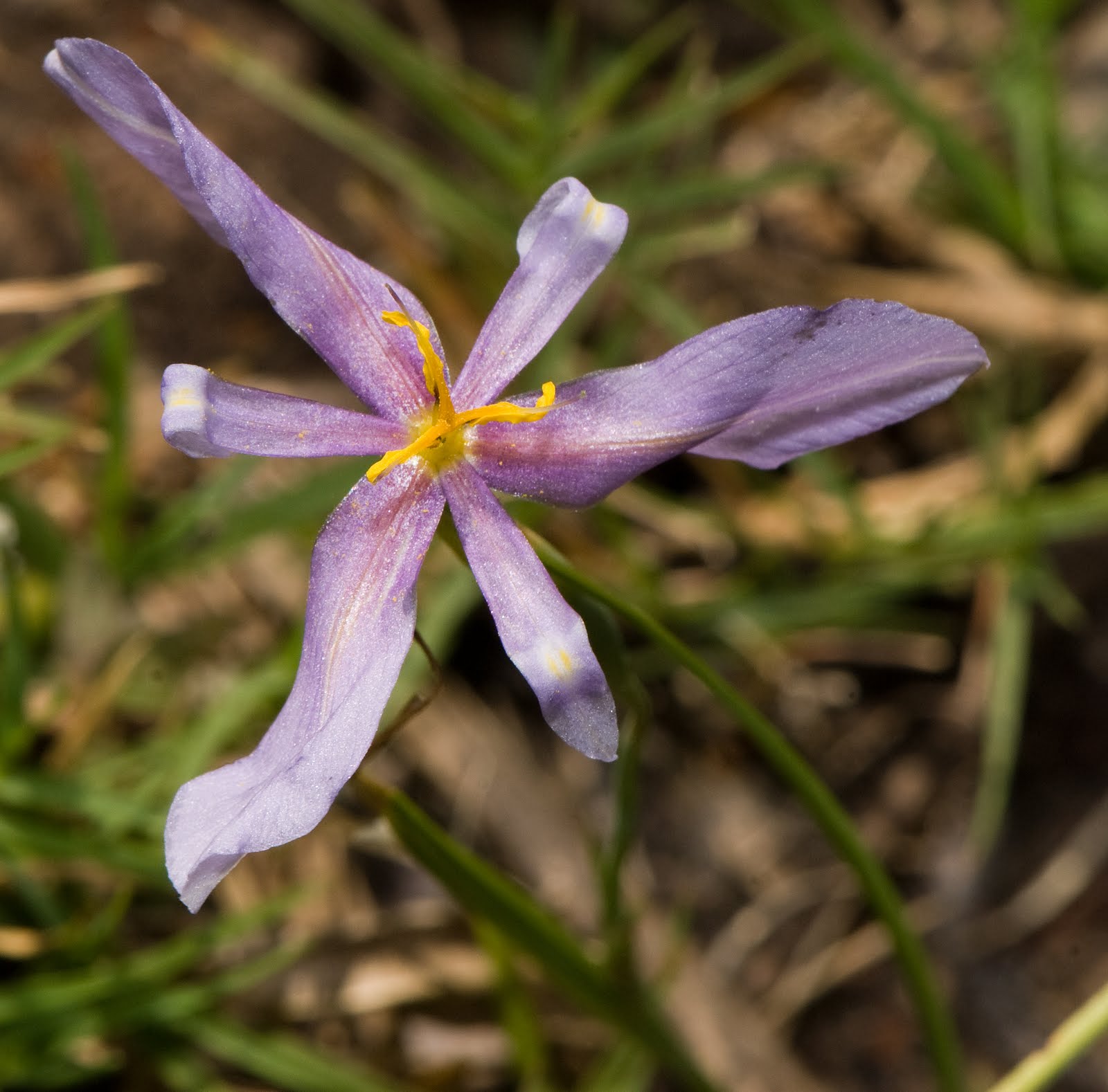 FOTOGRAFIAS DE LA FLORA AUTOCTONA DEL URUGUAY: Calydorea amabilis