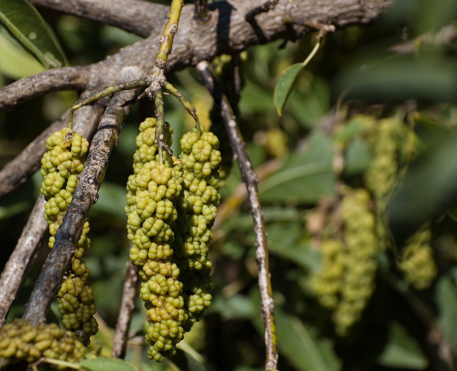 FOTOGRAFIAS DE LA FLORA AUTOCTONA DEL URUGUAY: OMBÚ