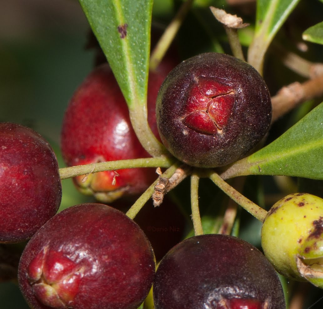 FOTOGRAFIAS DE LA FLORA AUTOCTONA DEL URUGUAY: MURTA