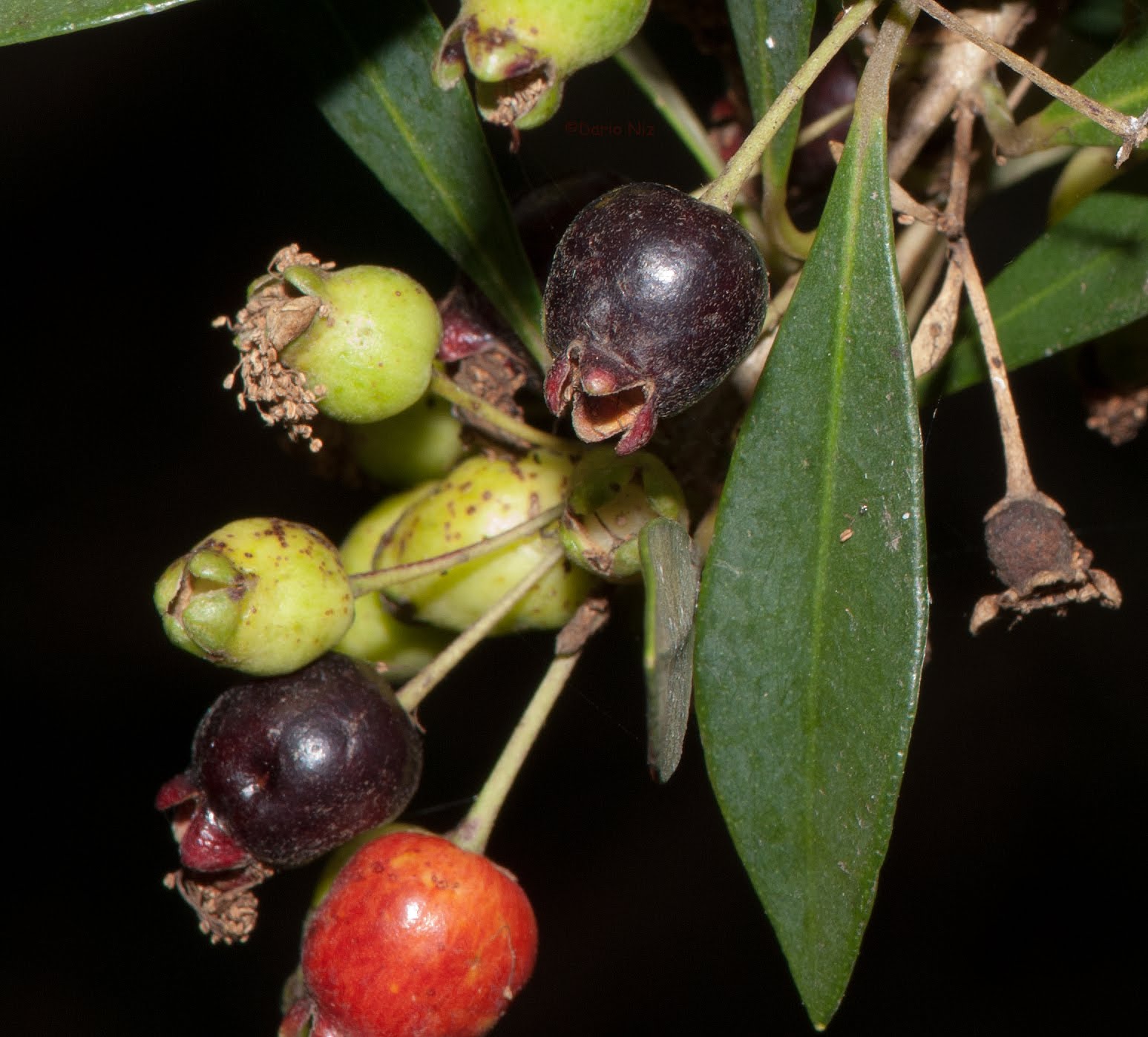 FOTOGRAFIAS DE LA FLORA AUTOCTONA DEL URUGUAY: MURTA