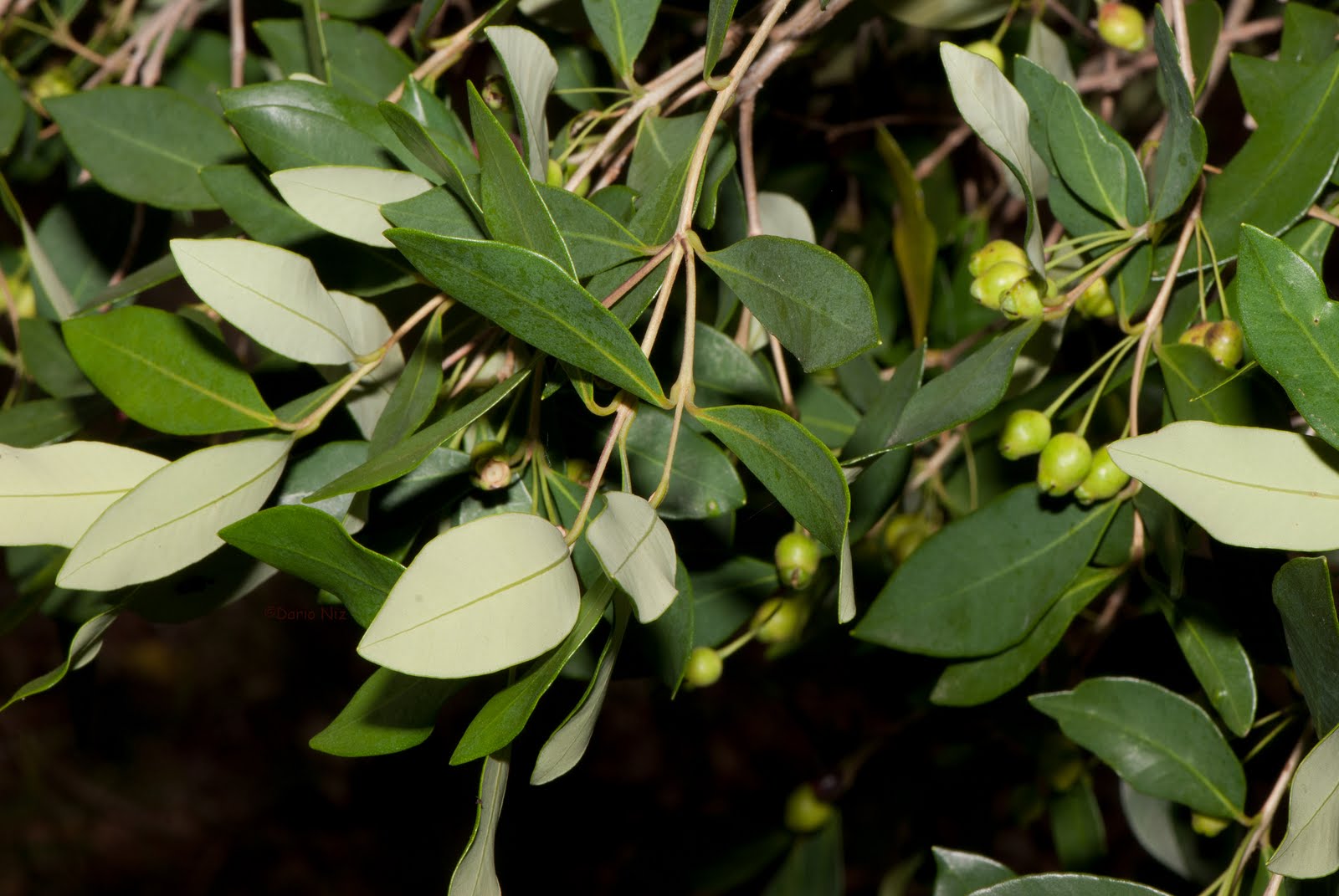 FOTOGRAFIAS DE LA FLORA AUTOCTONA DEL URUGUAY: MURTA