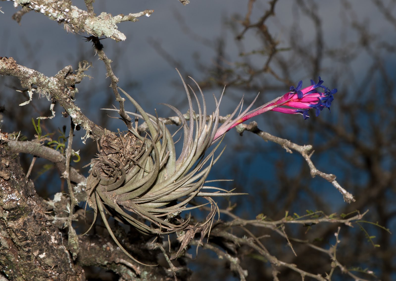 FOTOGRAFIAS DE LA FLORA AUTOCTONA DEL URUGUAY: CLAVEL DEL AIRE COMUN