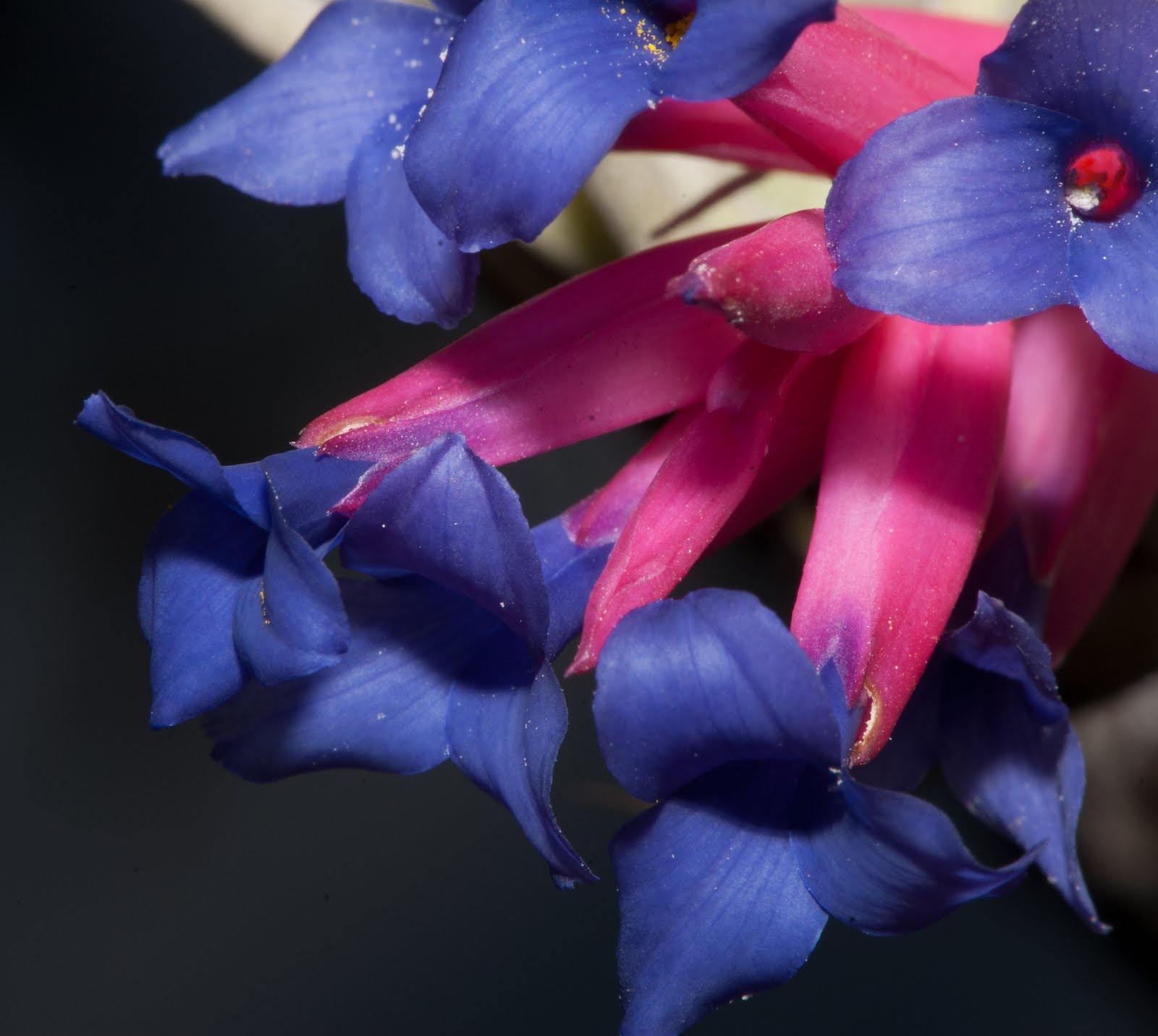 FOTOGRAFIAS DE LA FLORA AUTOCTONA DEL URUGUAY: CLAVEL DEL AIRE COMUN