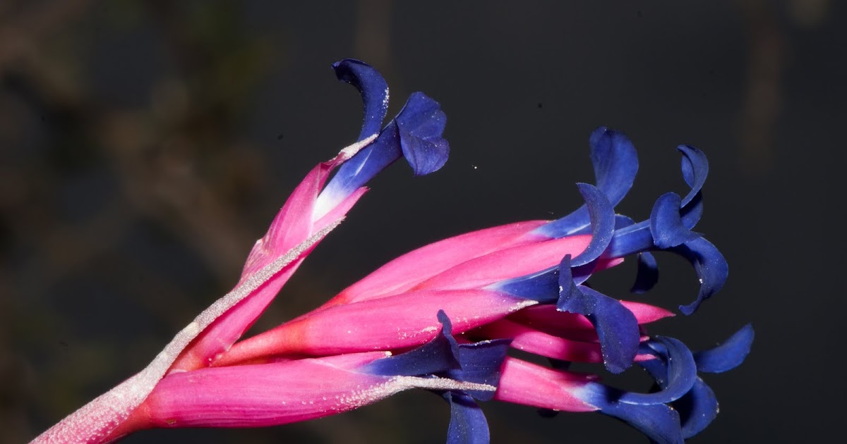 Fauna y flora uruguaya: Clavel del aire común