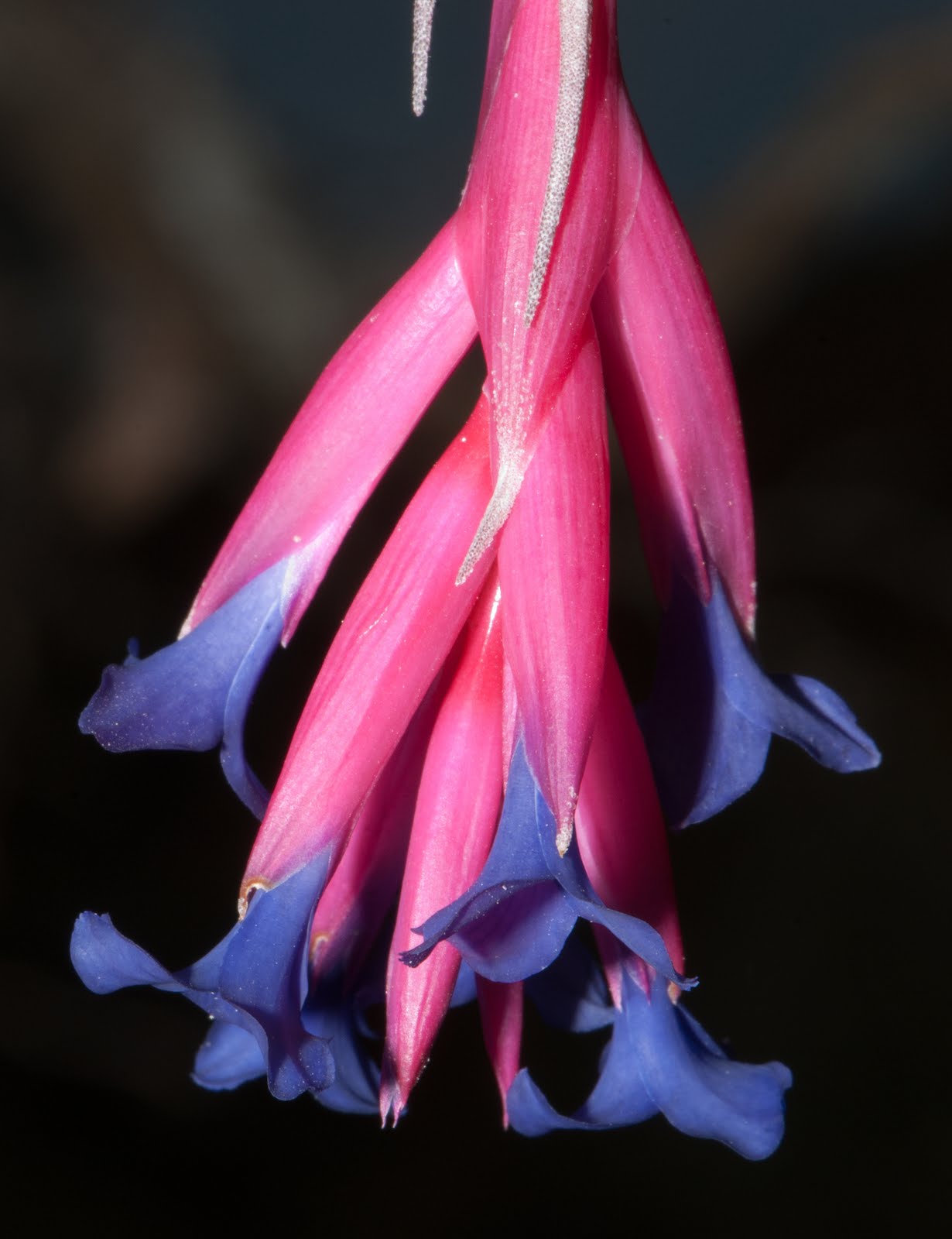 FOTOGRAFIAS DE LA FLORA AUTOCTONA DEL URUGUAY: CLAVEL DEL AIRE COMUN