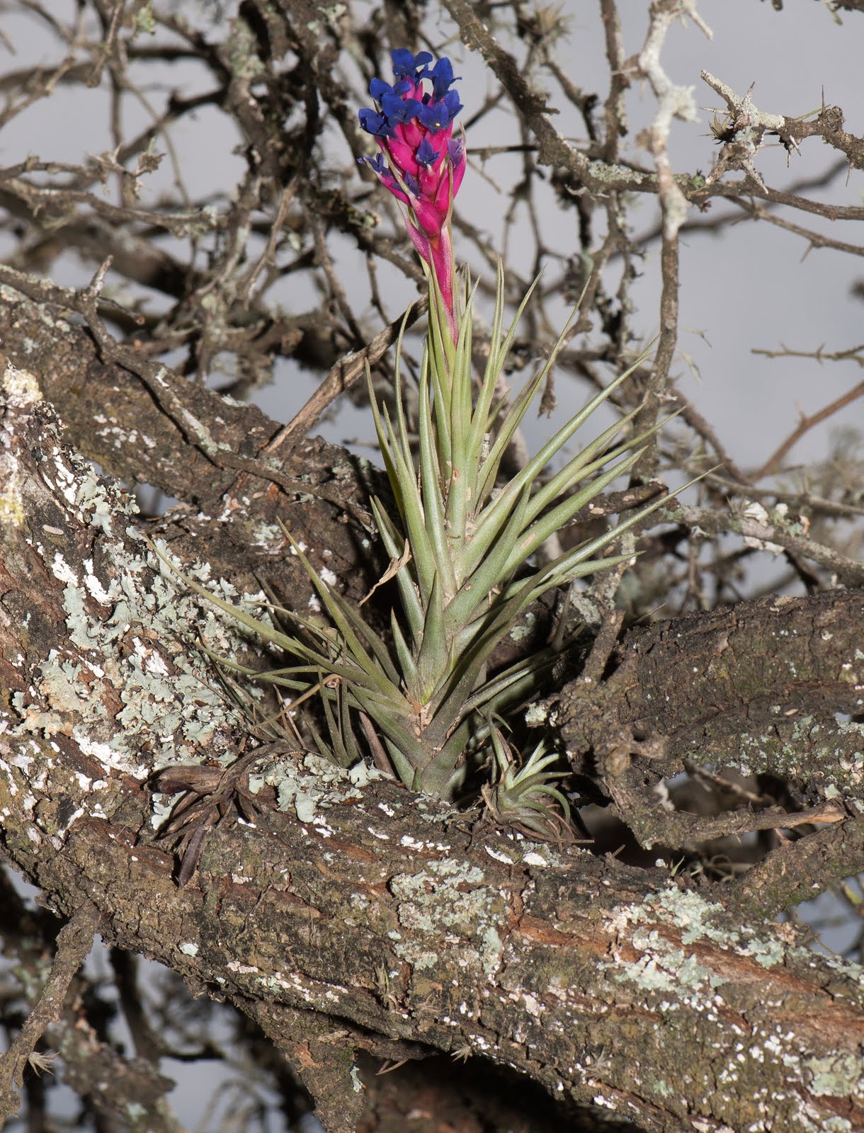 FOTOGRAFIAS DE LA FLORA AUTOCTONA DEL URUGUAY: CLAVEL DEL AIRE COMUN