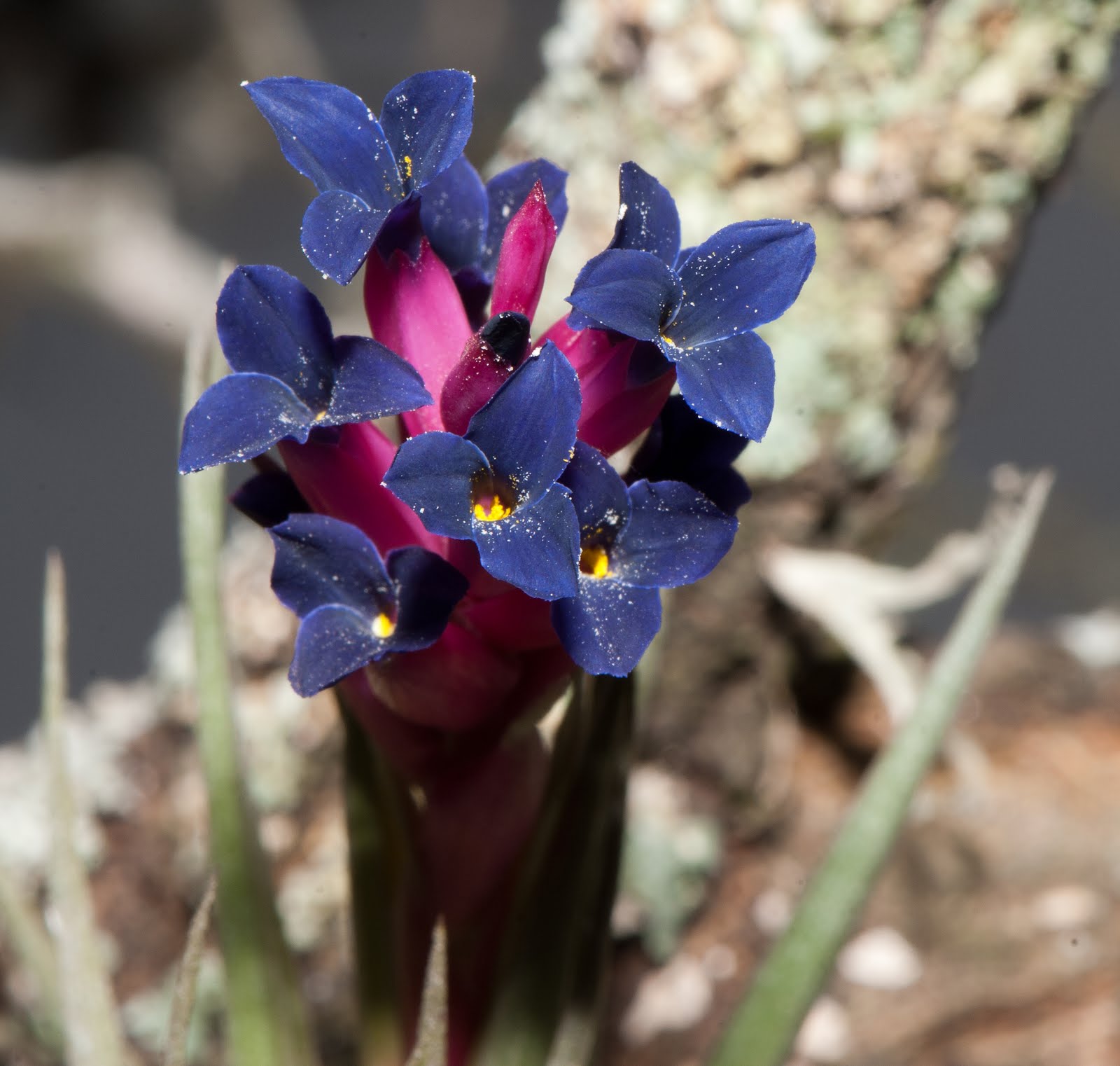 FOTOGRAFIAS DE LA FLORA AUTOCTONA DEL URUGUAY: CLAVEL DEL AIRE COMUN