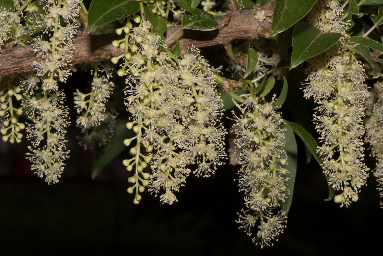 FOTOGRAFIAS DE LA FLORA AUTOCTONA DEL URUGUAY: OMBÚ