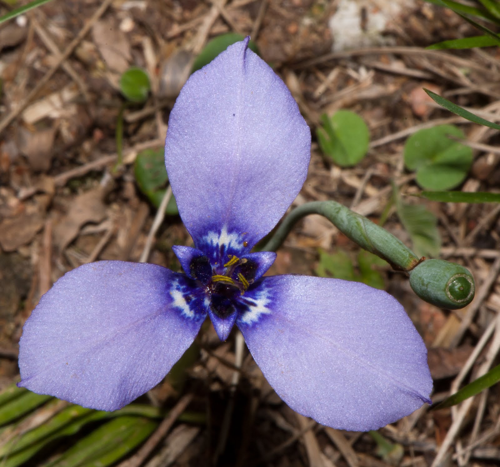 FOTOGRAFIAS DE LA FLORA AUTOCTONA DEL URUGUAY: BIBÍ DEL CAMPO ...