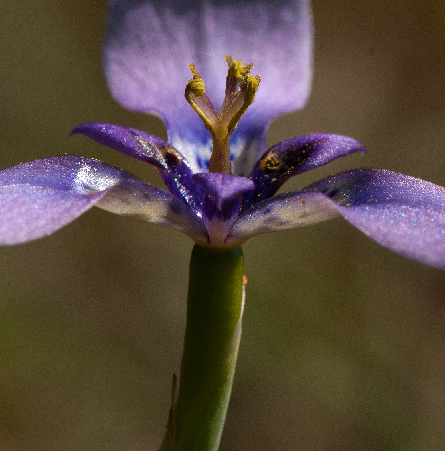 FOTOGRAFIAS DE LA FLORA AUTOCTONA DEL URUGUAY: BIBÍ DEL CAMPO ...