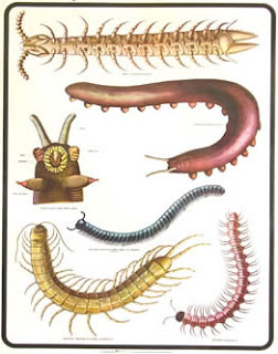 invertebrados: Caracteristicas dos invertebrados