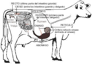 Cuarto B 92: Trabajamos con el sistema digestivo de la vaca