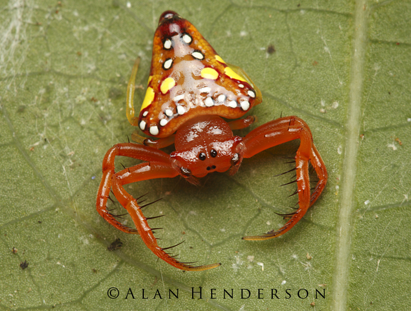 Minibeast Wildlife - Rainforest Encounters: December 2010