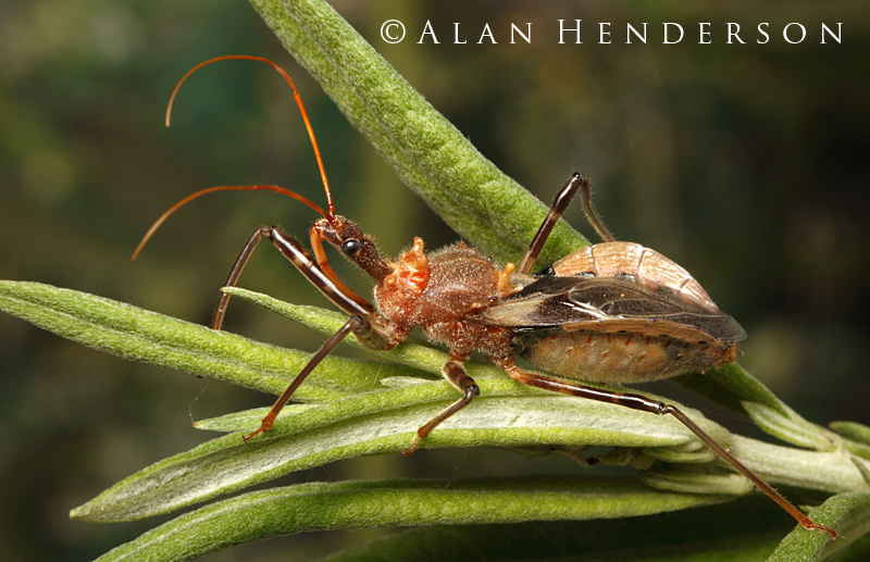 Minibeast Wildlife - Rainforest Encounters: Assassins on the prowl